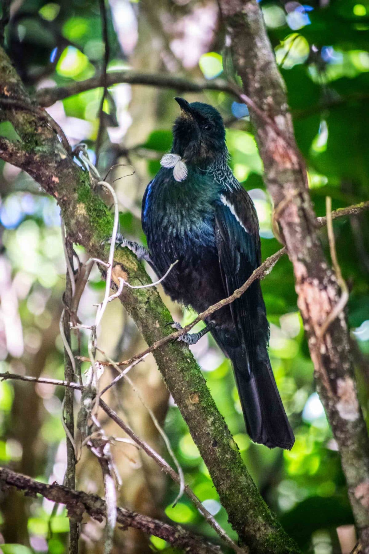 New Zealand’s bold rat-control campaign sees its first wave of successes