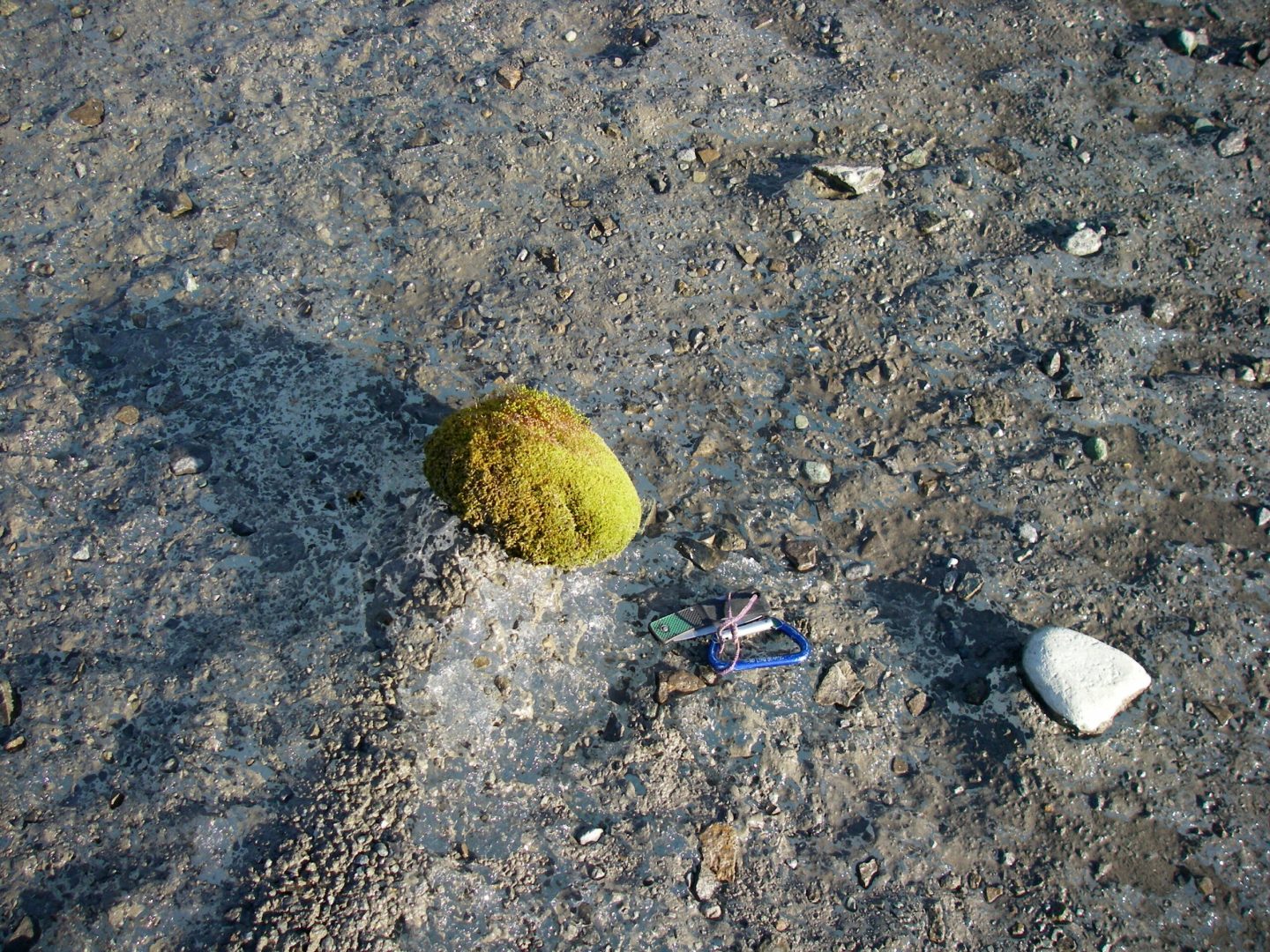 Glacier mice have no feet, but they still move in herds