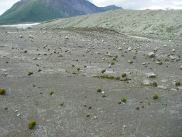 Glacier mice have no feet, but they still move in herds