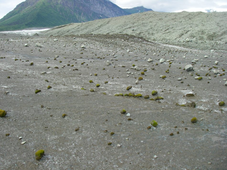 Glacier mice have no feet, but they still move in herds
