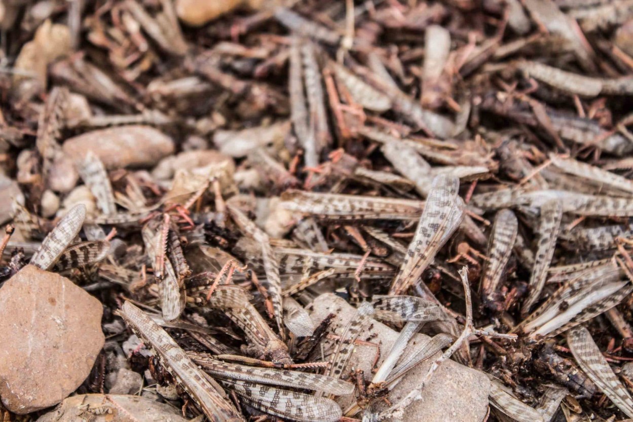 An unprecedented locust swarm is creating unlikely allies