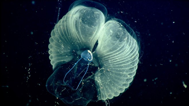 These animals build palaces out of their own snot