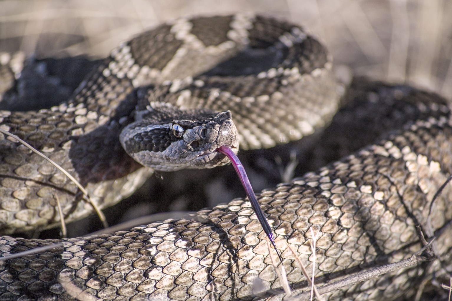 Snakebites can be deadly for dogs, but some simple precautions can save ...