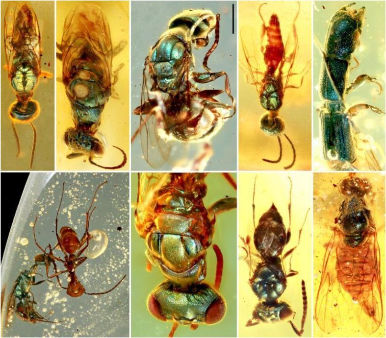These insects preserved in amber are still glowing 99 million years later