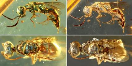 These insects preserved in amber are still glowing 99 million years later