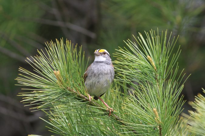 Few people knew female birds had unique songs—until women started ...