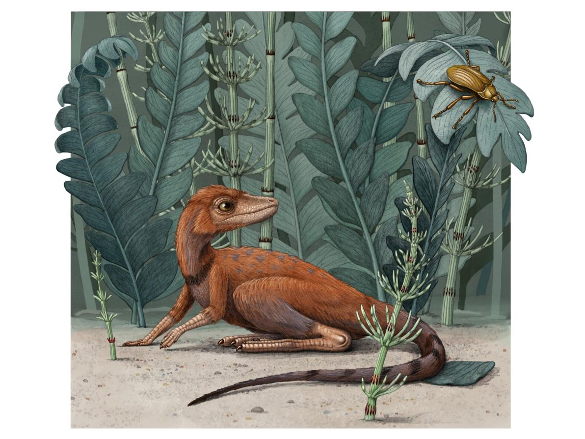 These prehistoric rodents were social butterflies