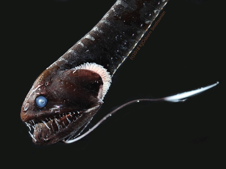 These ultra-black fish camouflage with the darkness of the deep sea