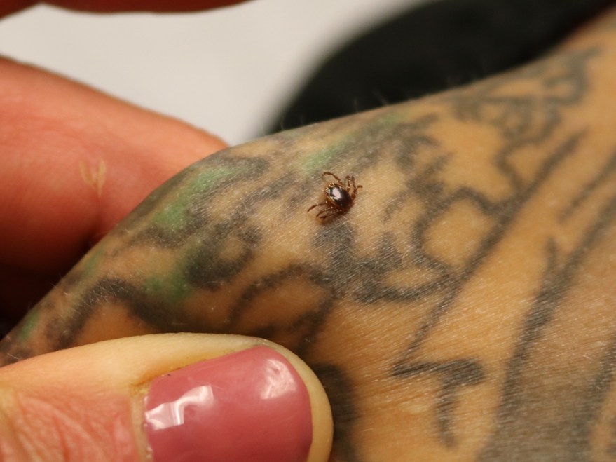 Ticks that cause red meat allergies are spreading, and invasive fire ...