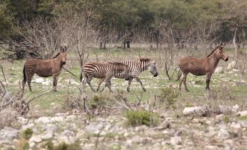 Escaped exotic animals are changing the Texas landscape