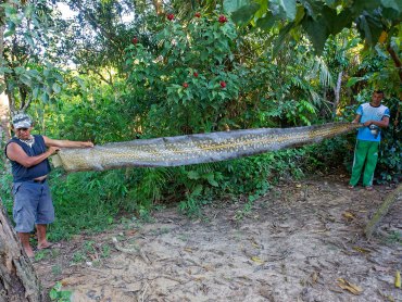 The longest species of snakes that slither the planet