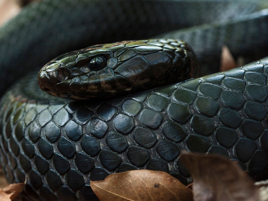 The longest species of snakes that slither the planet