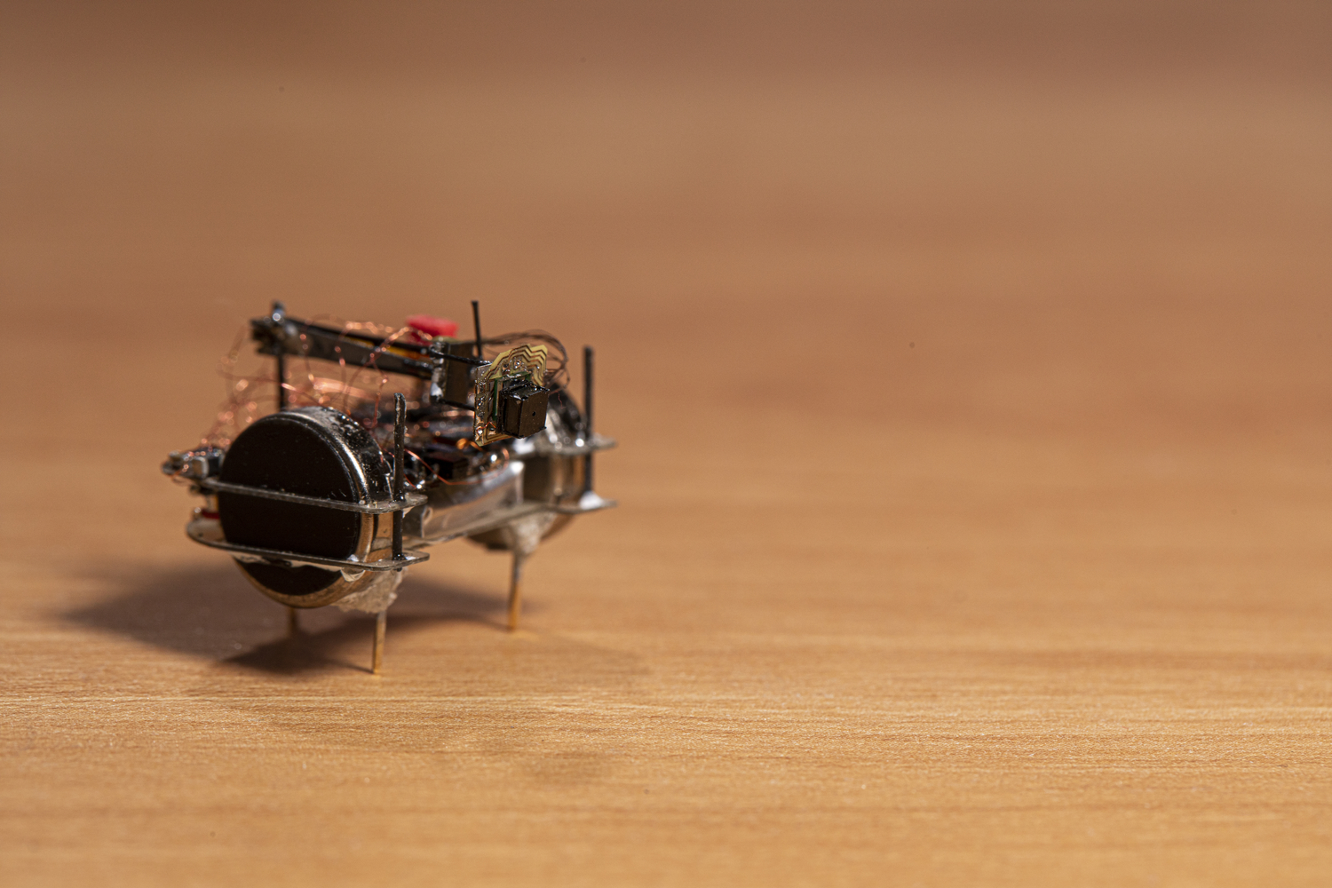 Scientists strapped tiny cameras to beetles to get a bug’s-eye view of ...