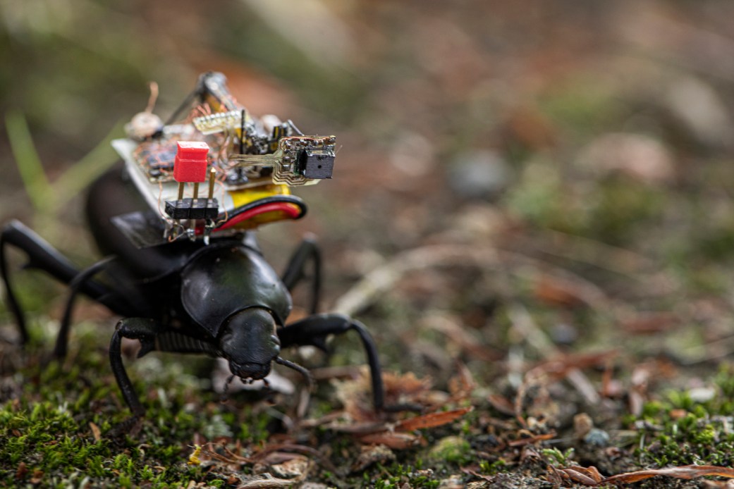 Scientists strapped tiny cameras to beetles to get a bug’s-eye view of ...