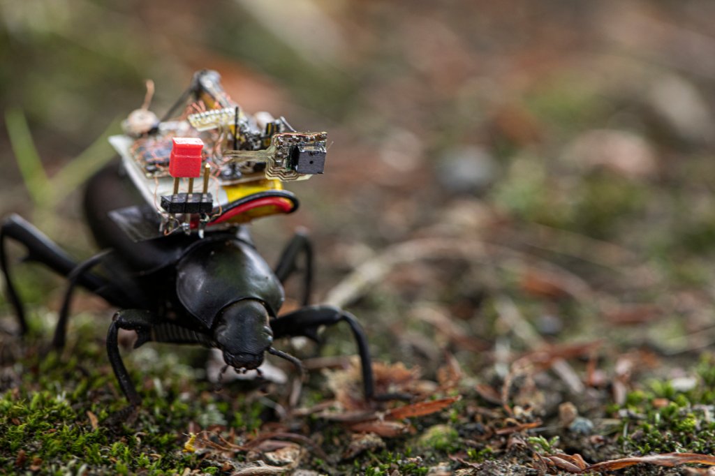 Scientists strapped tiny cameras to beetles to get a bug’s-eye view of ...