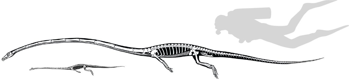 This ancient reptile had a super long neck to sneak up on unsuspecting fish