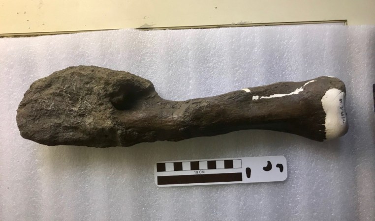 Duck-billed dinosaurs had the same bone tumors as people