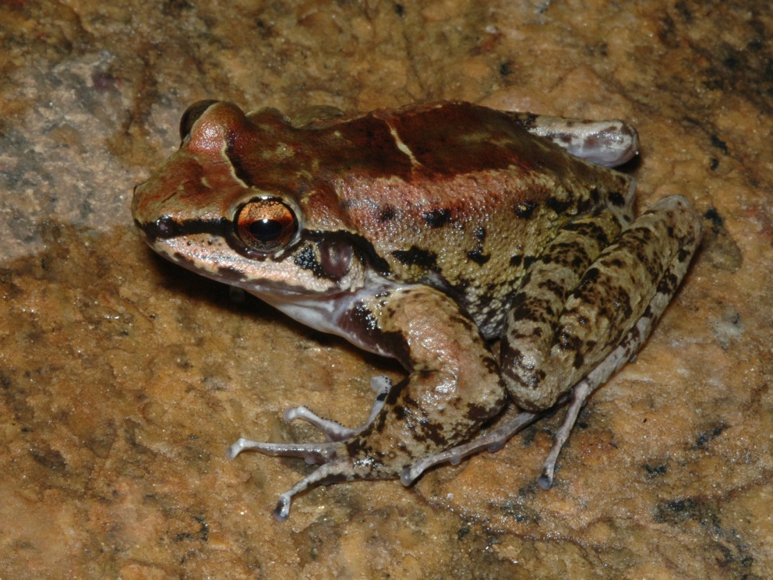 These frogs may be evolving because of road salt | Popular Science