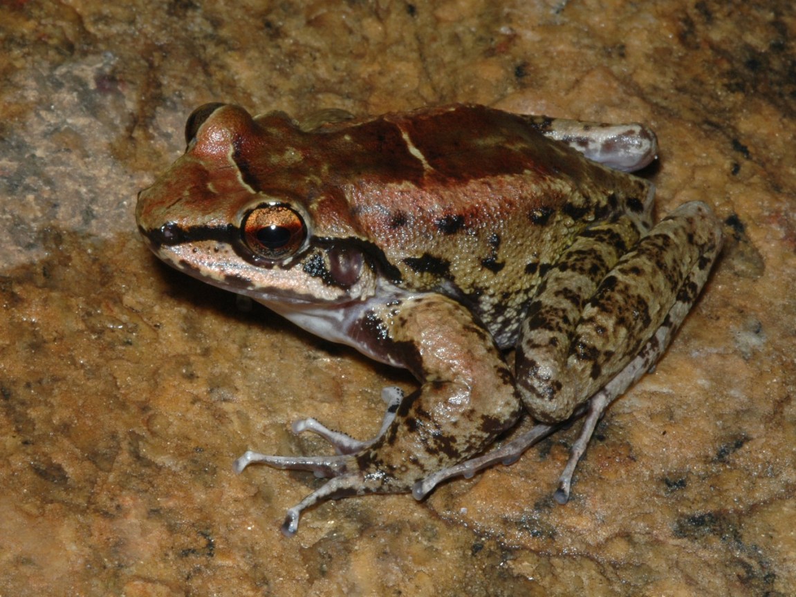 Longterm polyamory seems to work just fine for these frogs