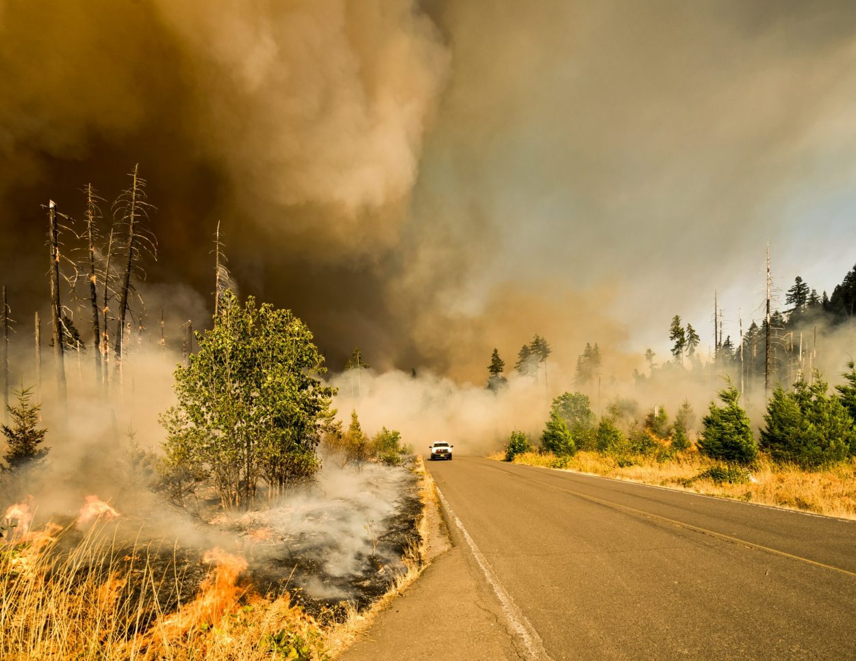 California and the Forest Service have a plan to prevent future ...