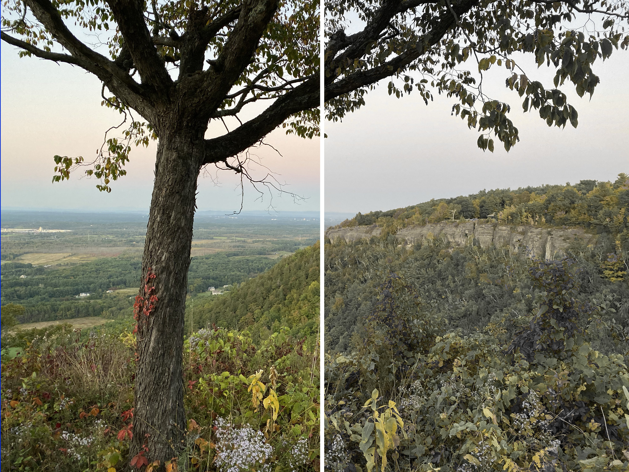 How cats and dogs see the world