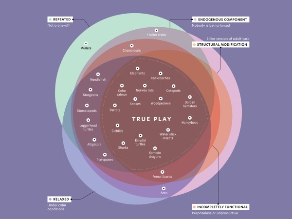 Skydiving salamanders have mastered falling with style | Popular Science