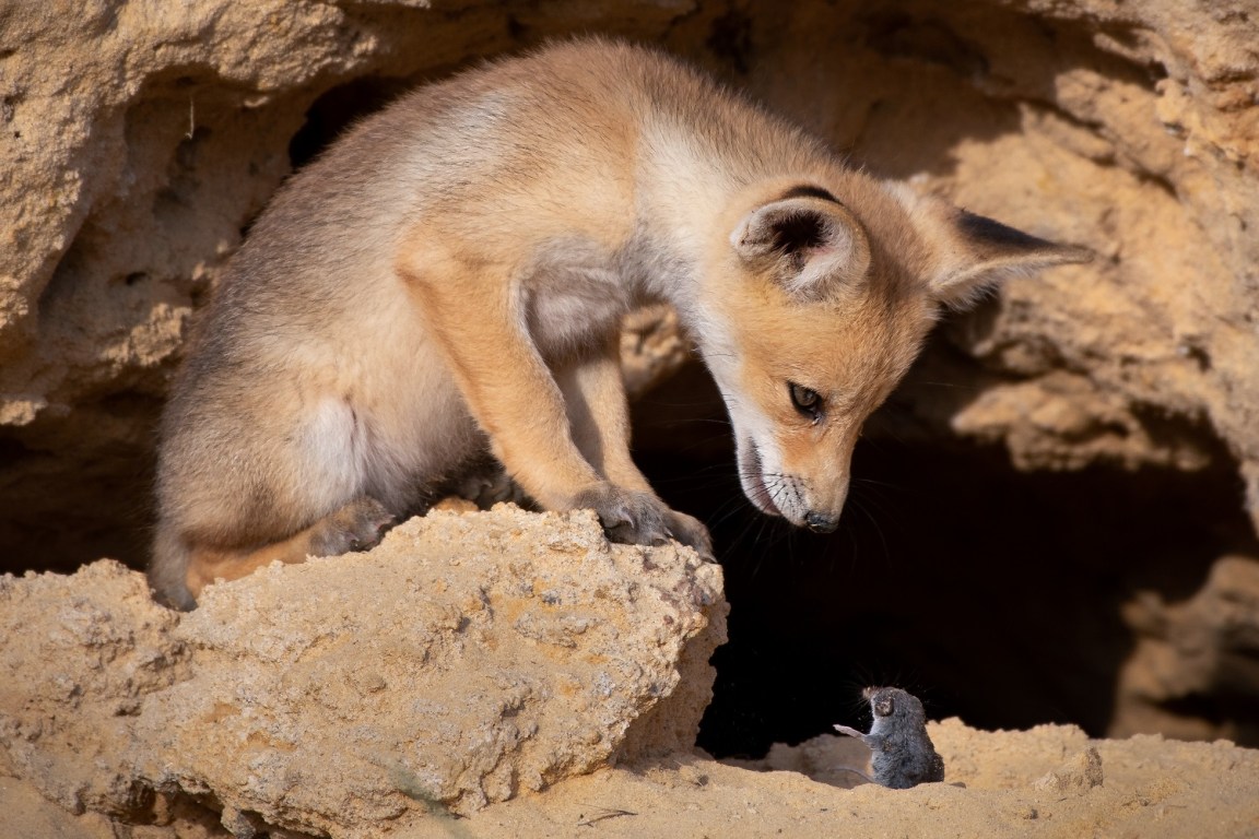 Nine goofy, award-winning animal photos to turn your day around