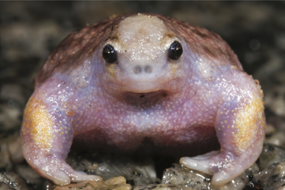 These buff frogs never skip arm day