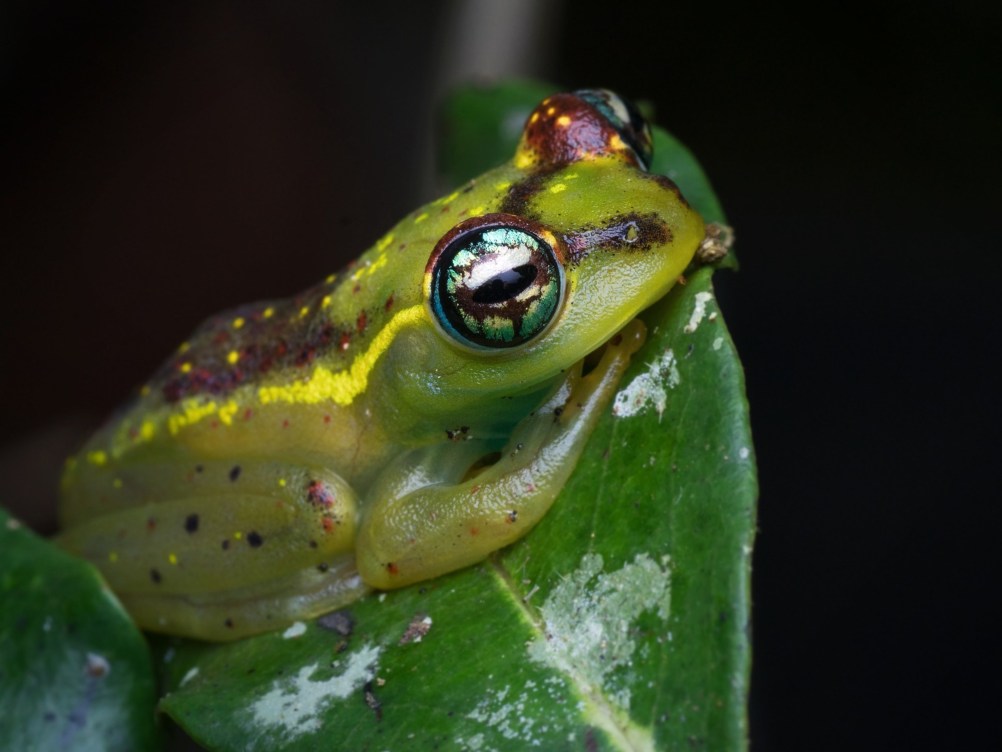 This frog’s signature chirp can be heavenly or hellish