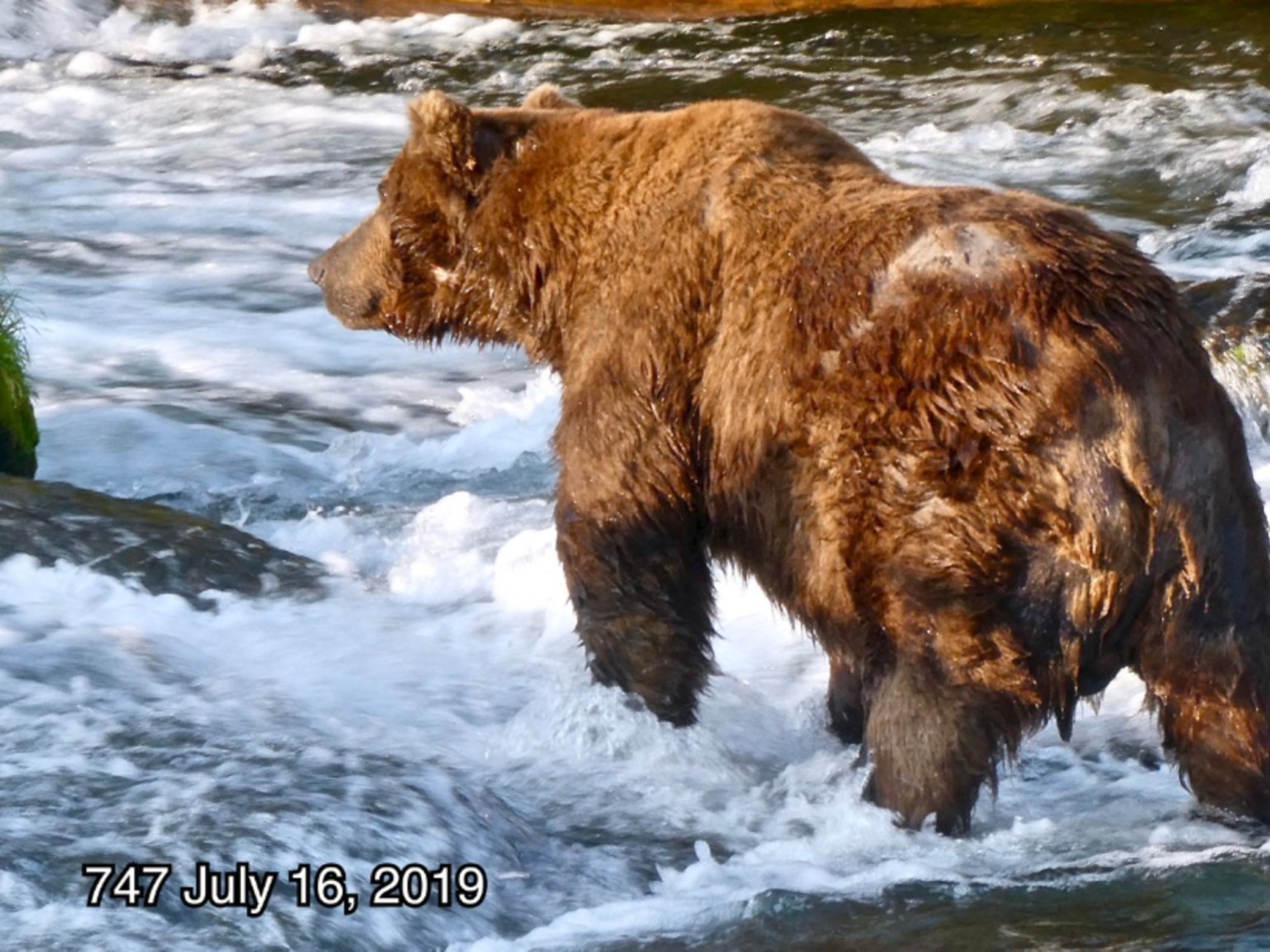 How scientists try to weigh some of the fattest bears on Earth