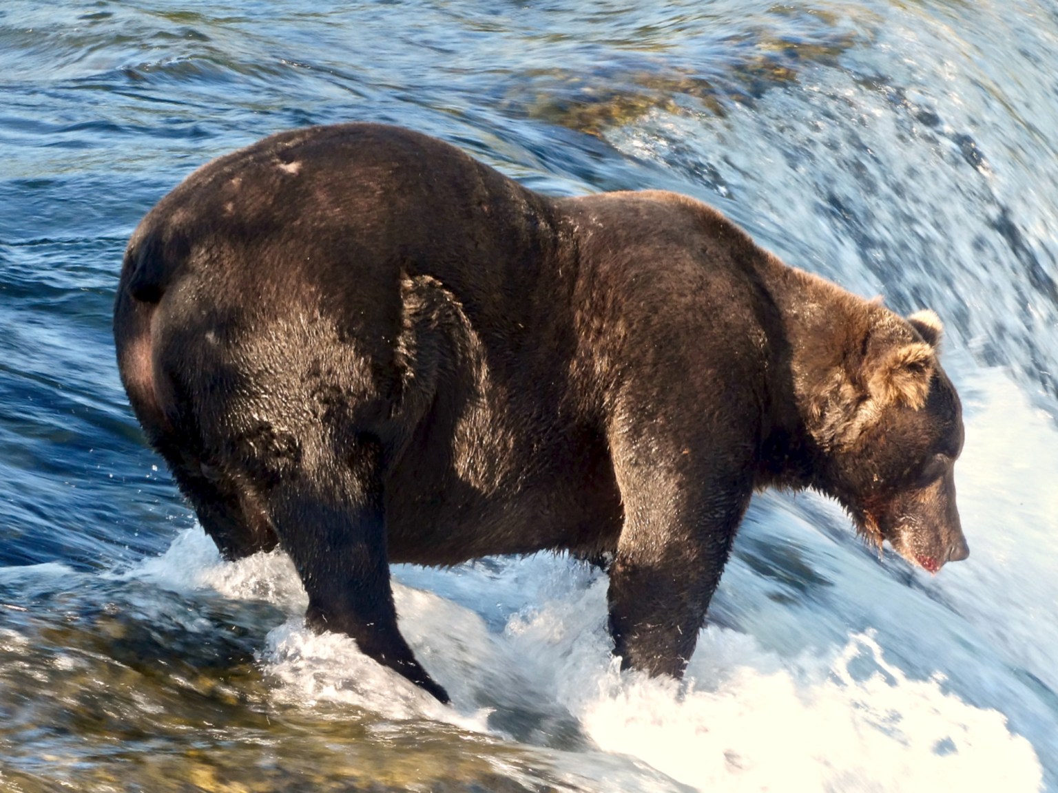 How scientists try to weigh some of the fattest bears on Earth