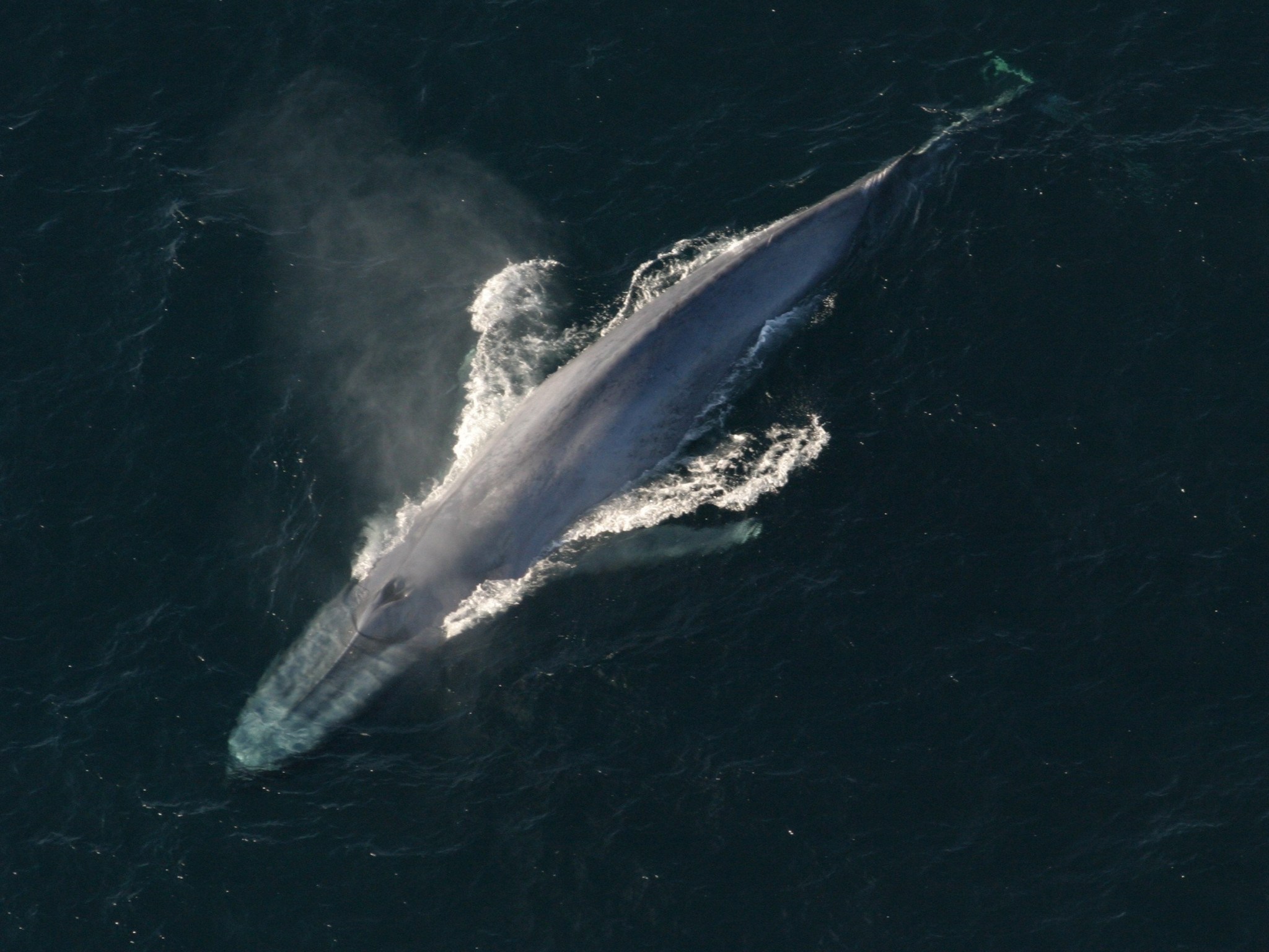 We can protect whales from ship strikes by translating their songs