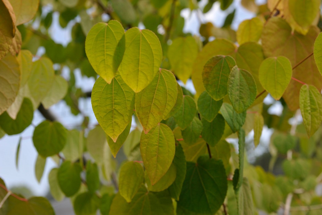 Why autumn air smells so delicious and sweet