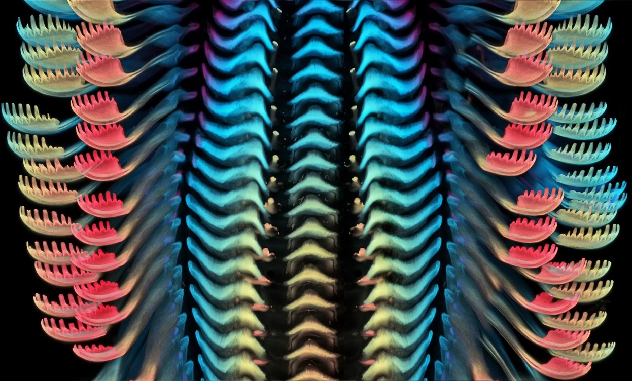 Can you guess the tiny objects in these zoomed-in photos?