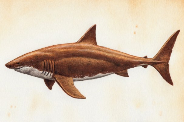 Could an ancient megashark still lurk in the deep seas?