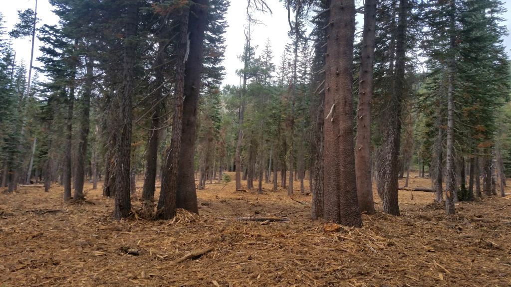 Healthy forests do more than just prevent wildfires