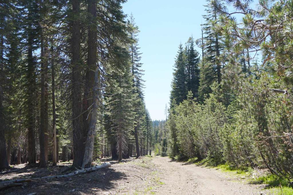 Healthy forests do more than just prevent wildfires