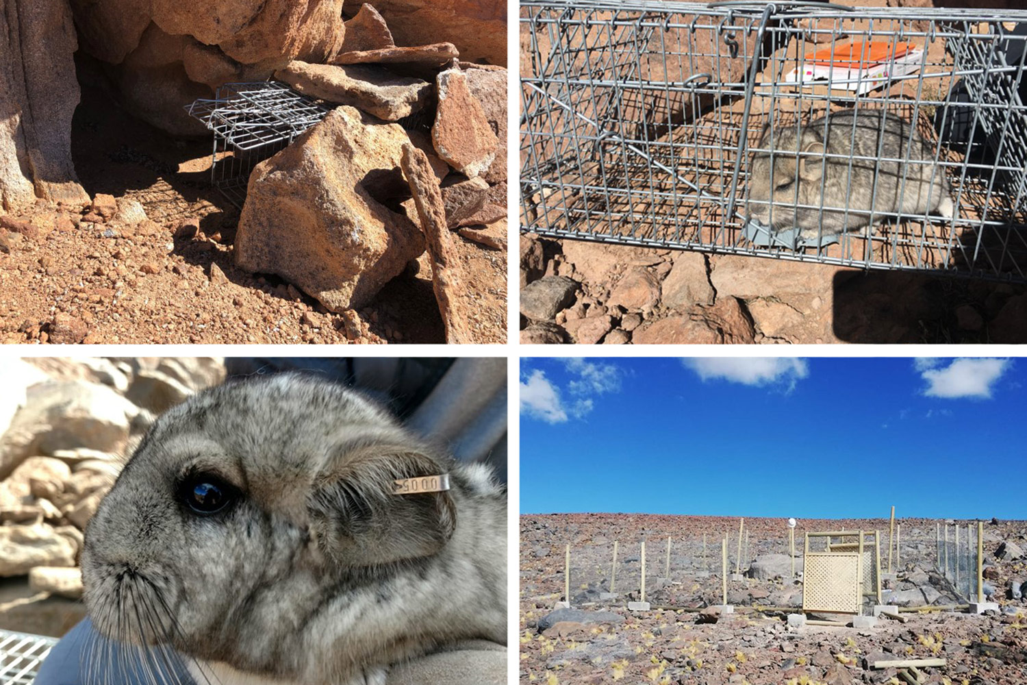 How 25 chinchillas could save a mountain