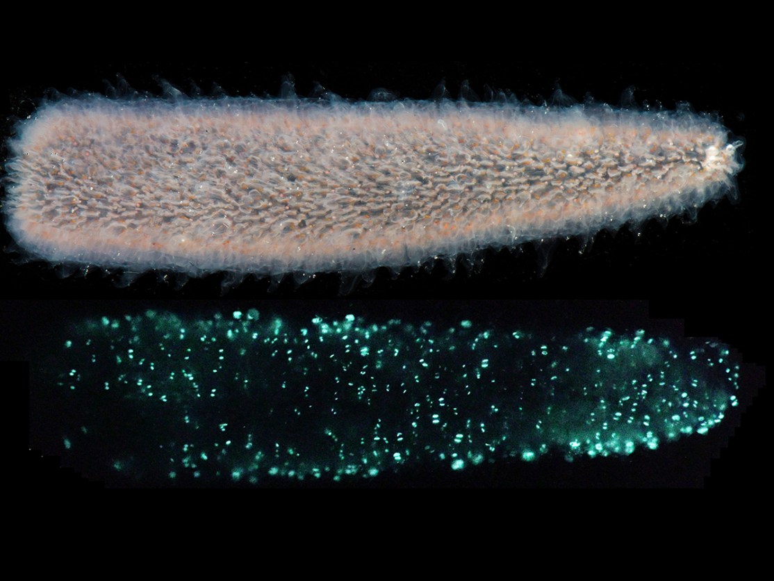 We finally know why sea pickles glow