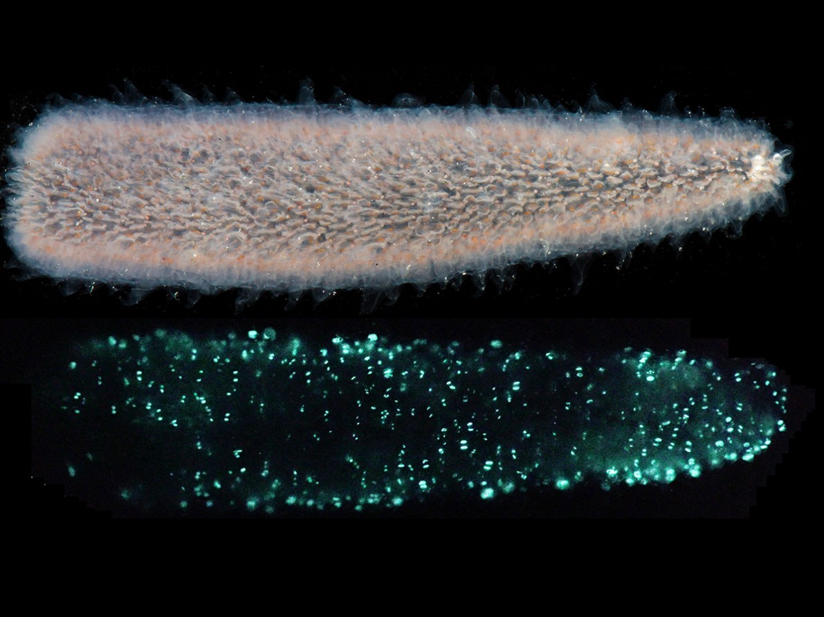 We finally know why sea pickles glow