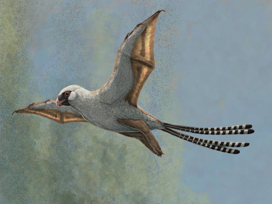 How did dinosaurs evolve to fly? | Popular Science