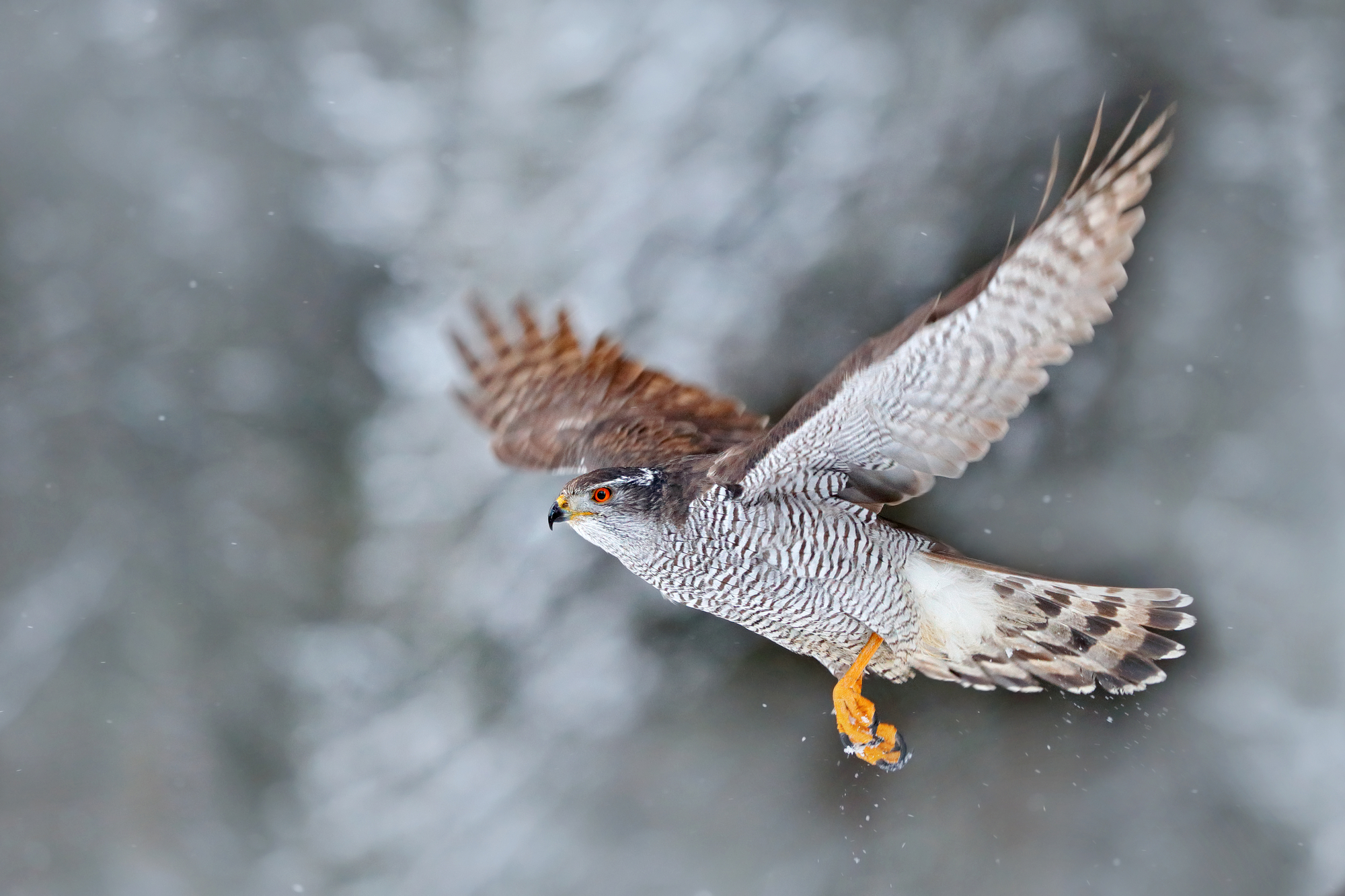 This robotic hawk can shape-shift as it flies