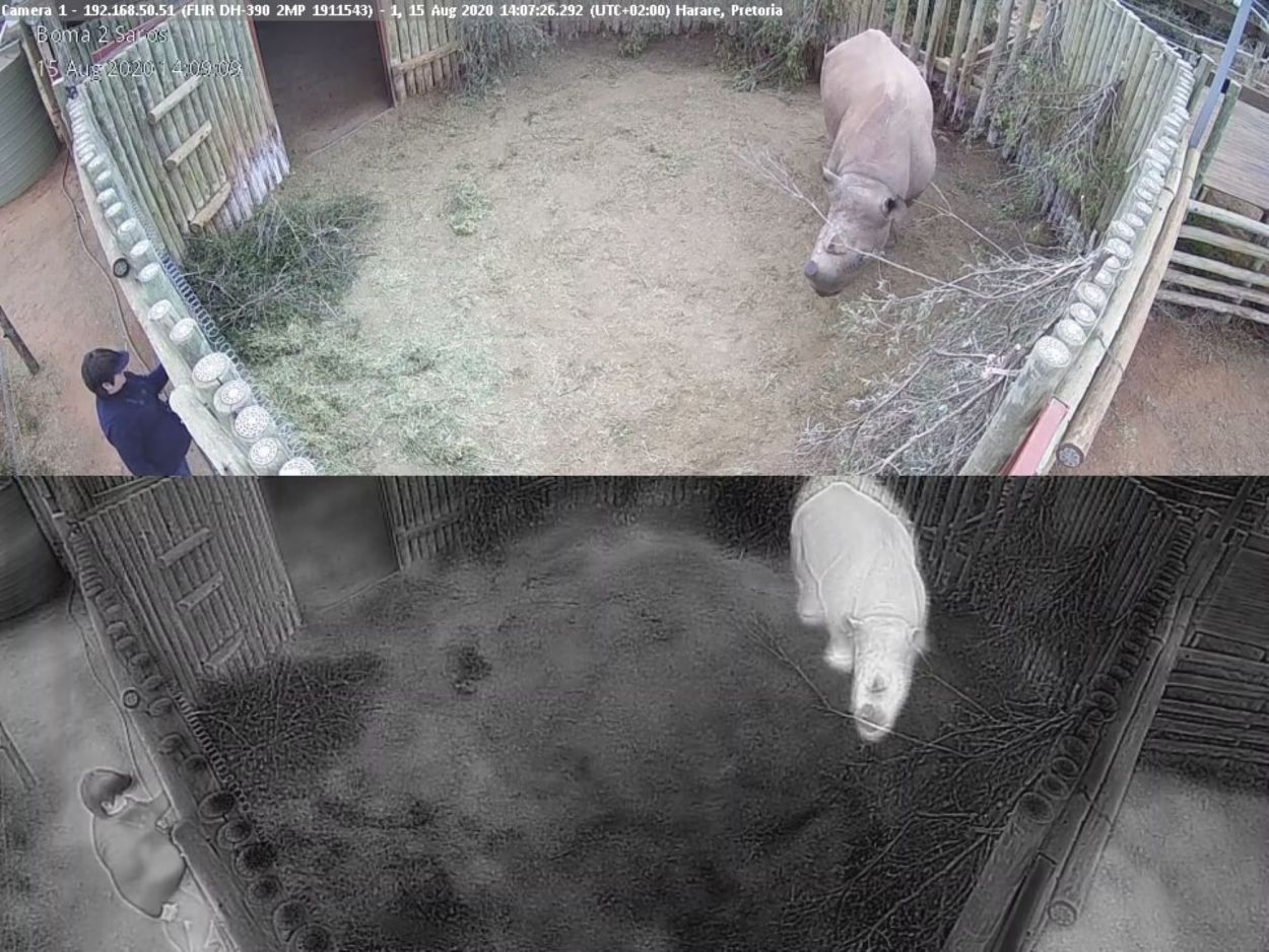 This blind rhino’s infrared security system could help stop poachers