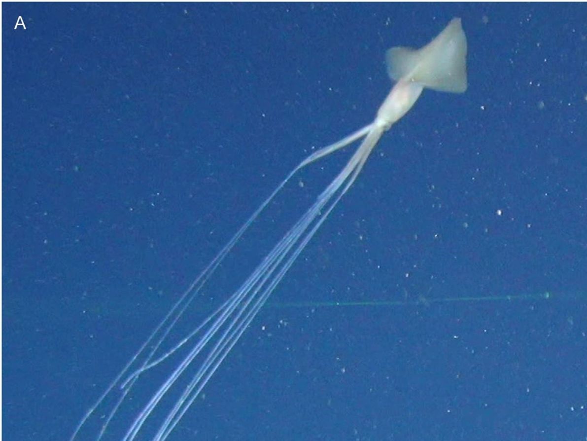 The strange and ethereal bigfin squid just showed up off the coast of Australia