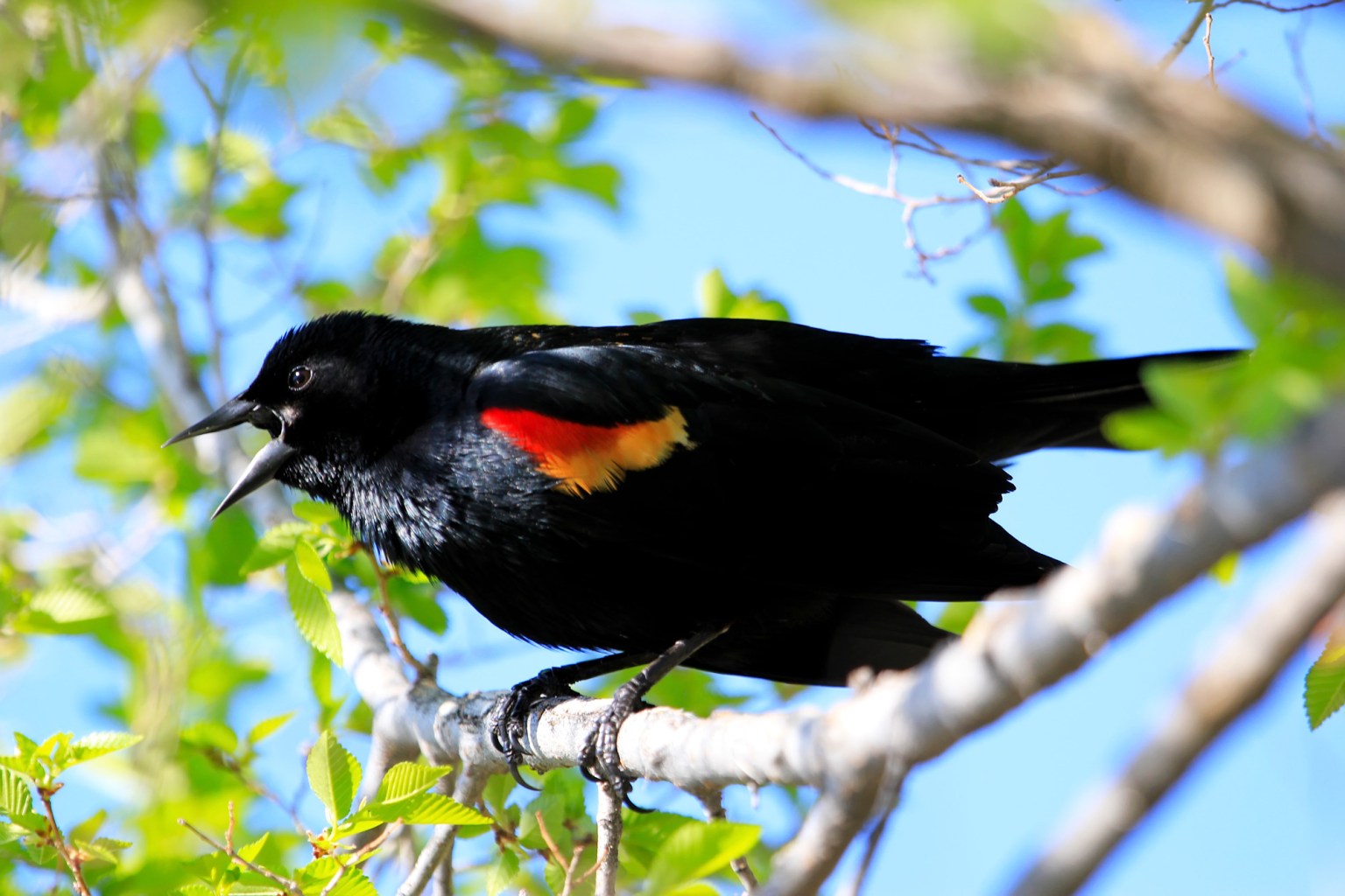 Here’s the real story behind Alfred Hitchcock’s ‘The Birds’