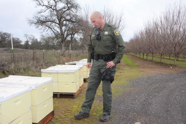 Bee theft is almost a perfect crime—but there’s a new sheriff in town