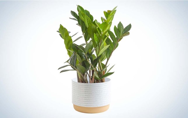 Gifts to help new plant parents grow their love of plants | Popular Science