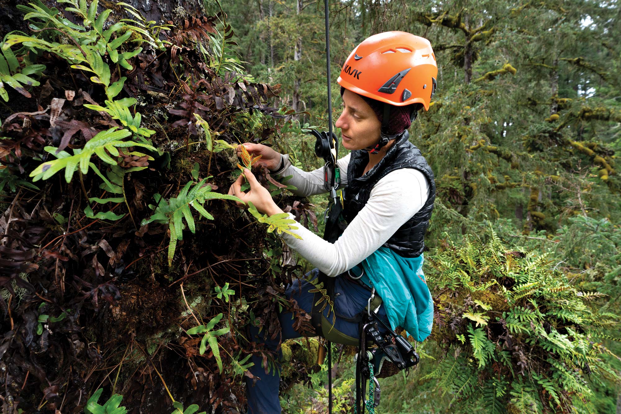 Behold the world’s tallest trees