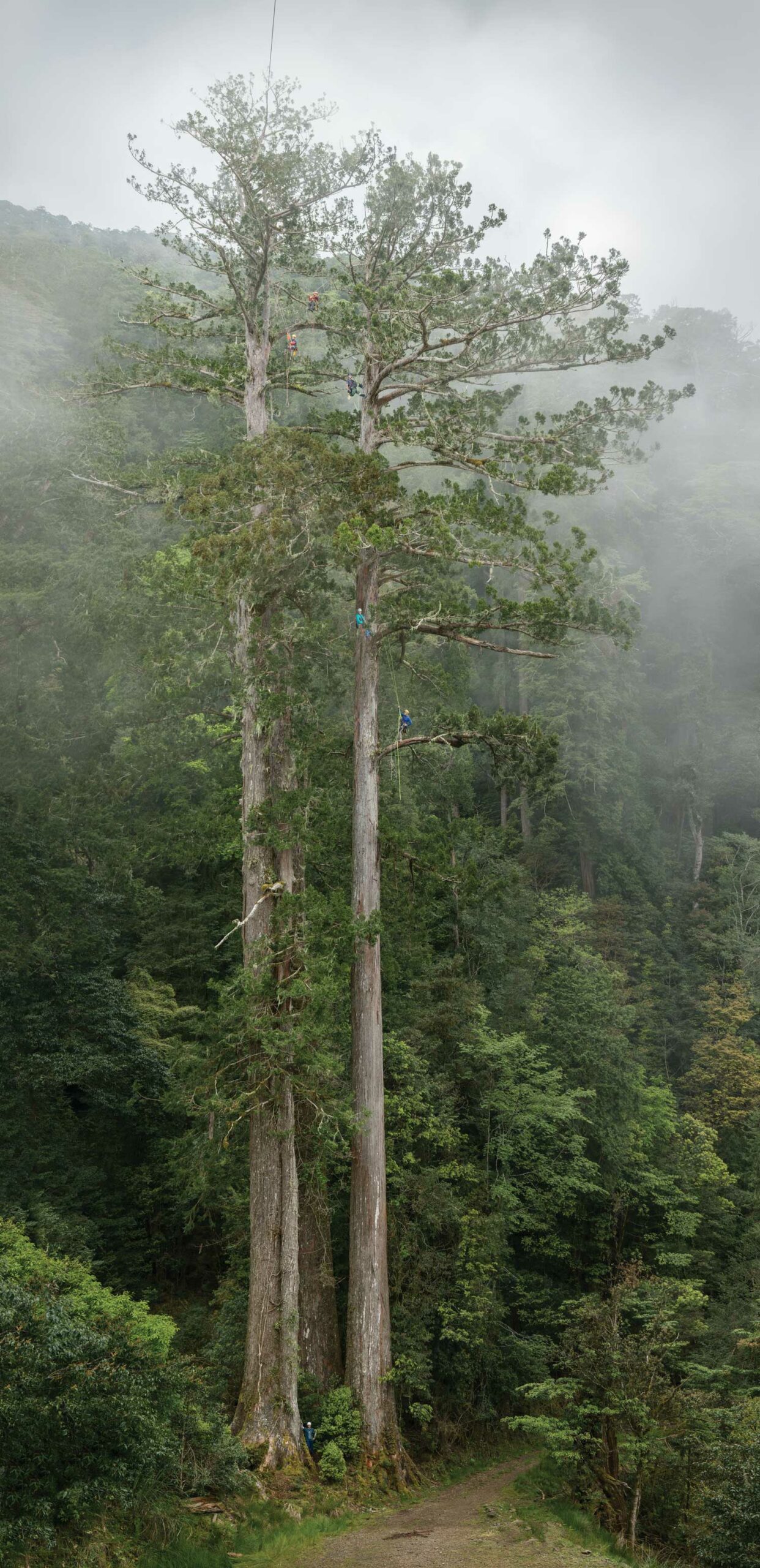 Behold the world’s tallest trees