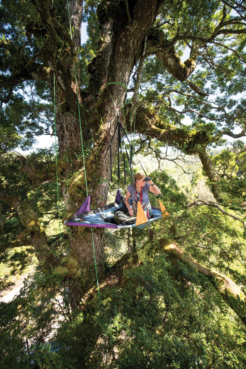 Behold the world’s tallest trees